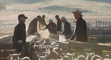 Rural & Farm Supplies | PGG Wrightson